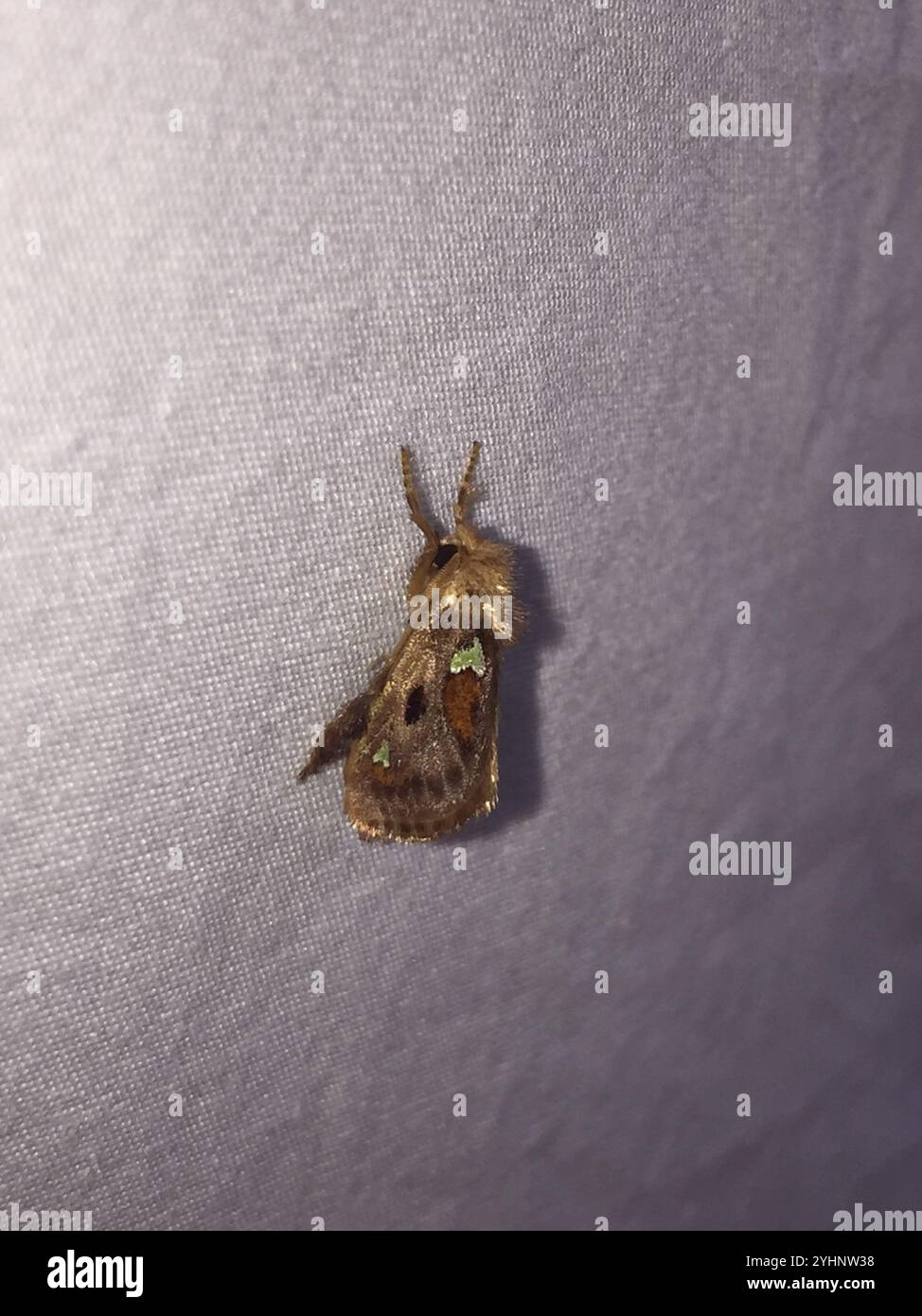 Spiny Oak-slug Moth (Euclea delphinii Stock Photo - Alamy