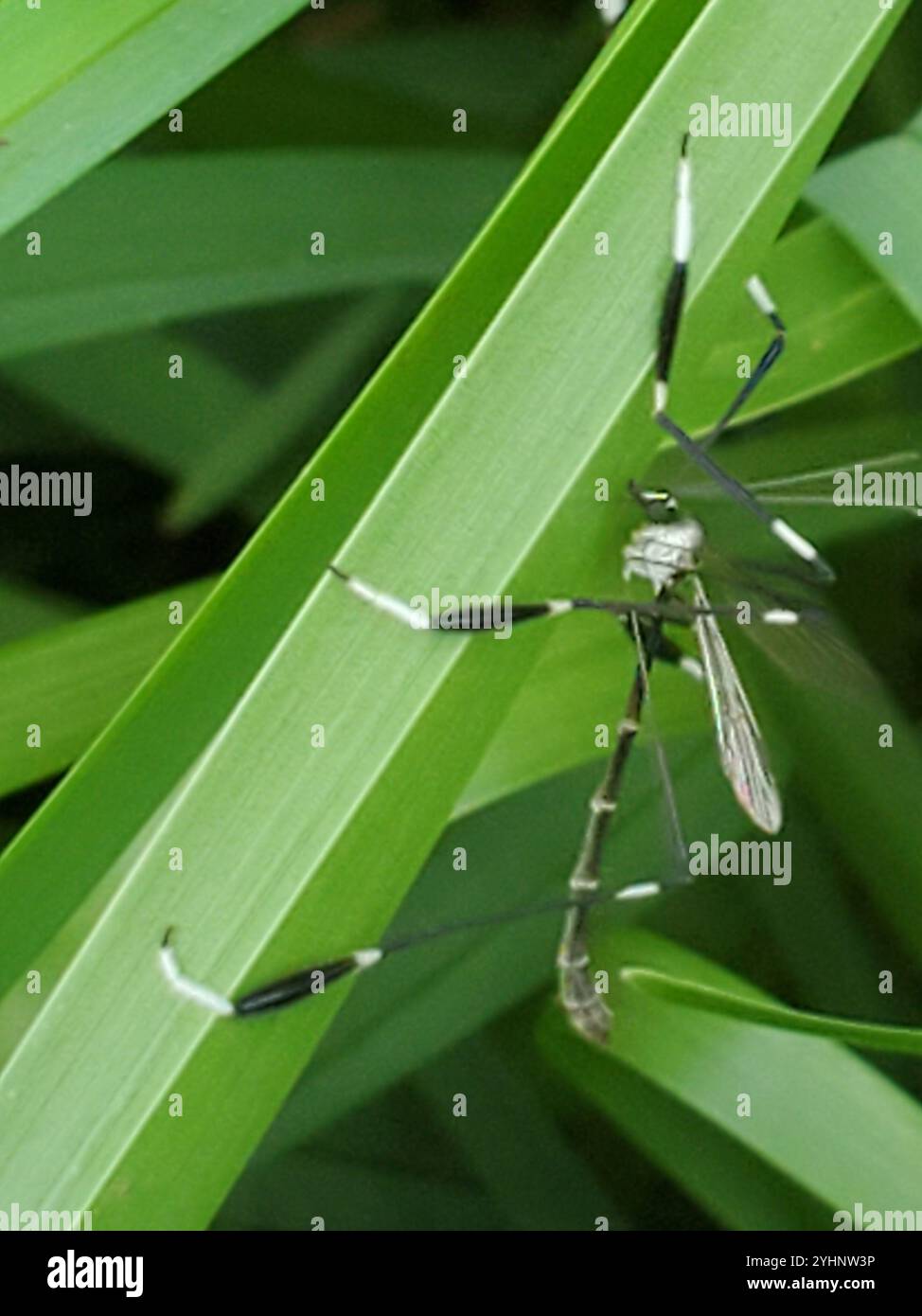 Eastern Phantom Crane Fly (Bittacomorpha clavipes Stock Photo - Alamy