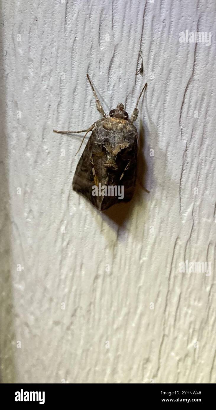 Common Looper Moth (Autographa precationis Stock Photo - Alamy