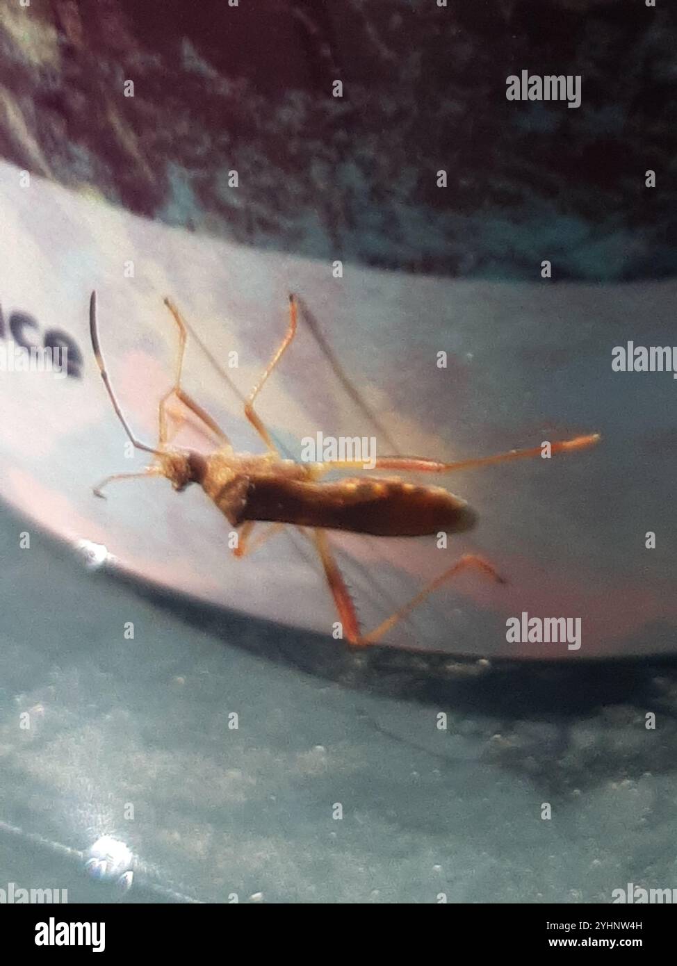 Lupine Bug (Megalotomus quinquespinosus Stock Photo - Alamy