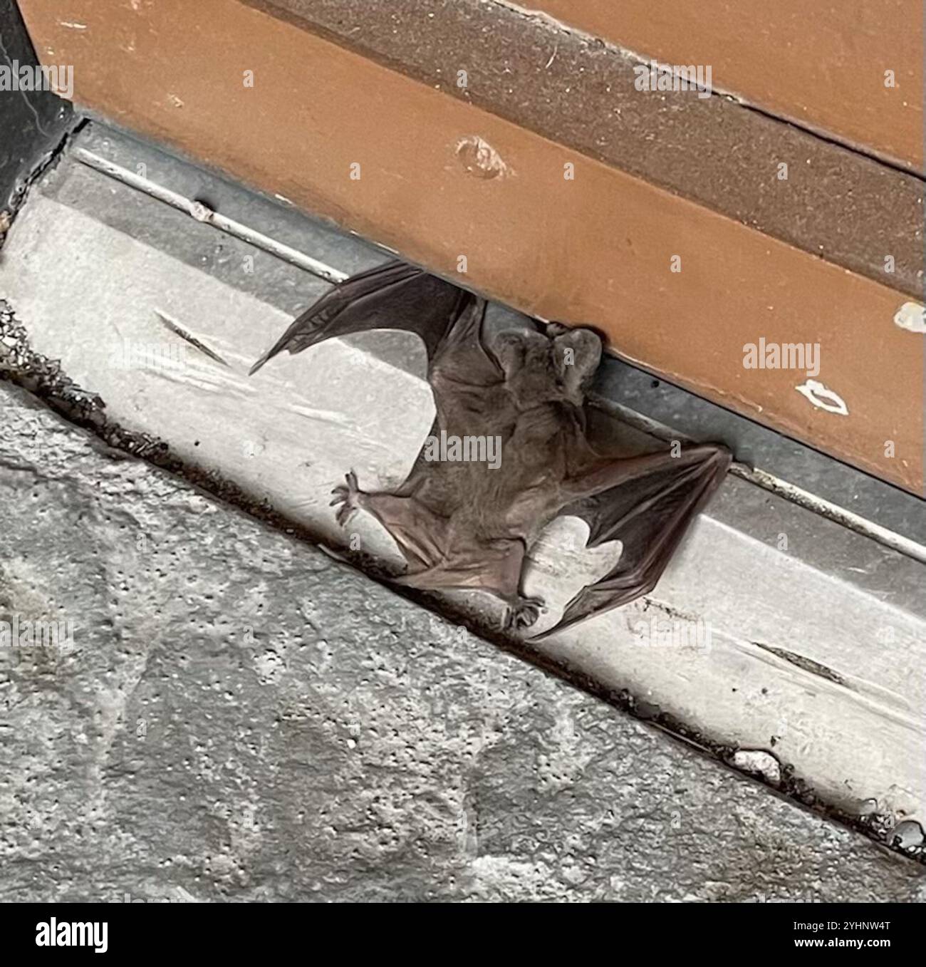 Mexican Free-tailed Bat (Tadarida brasiliensis Stock Photo - Alamy