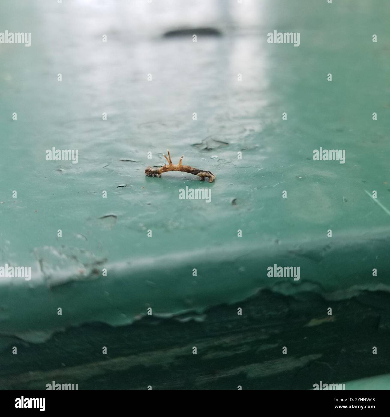 Horned spanworm hi-res stock photography and images - Alamy