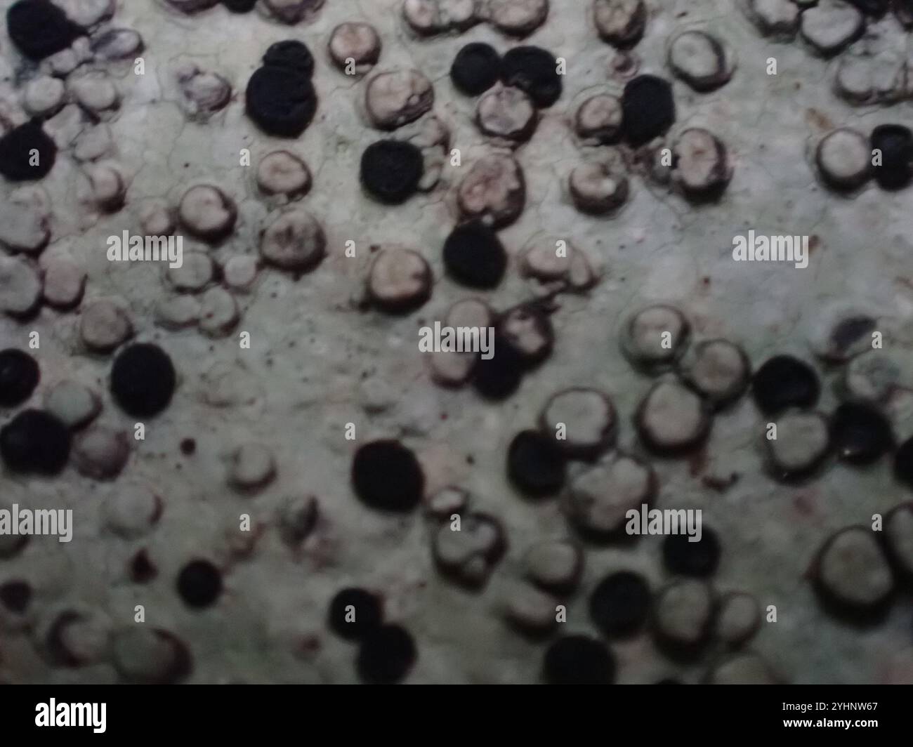 Carlott's porpidia lichen (Porpidia carlottiana Stock Photo - Alamy