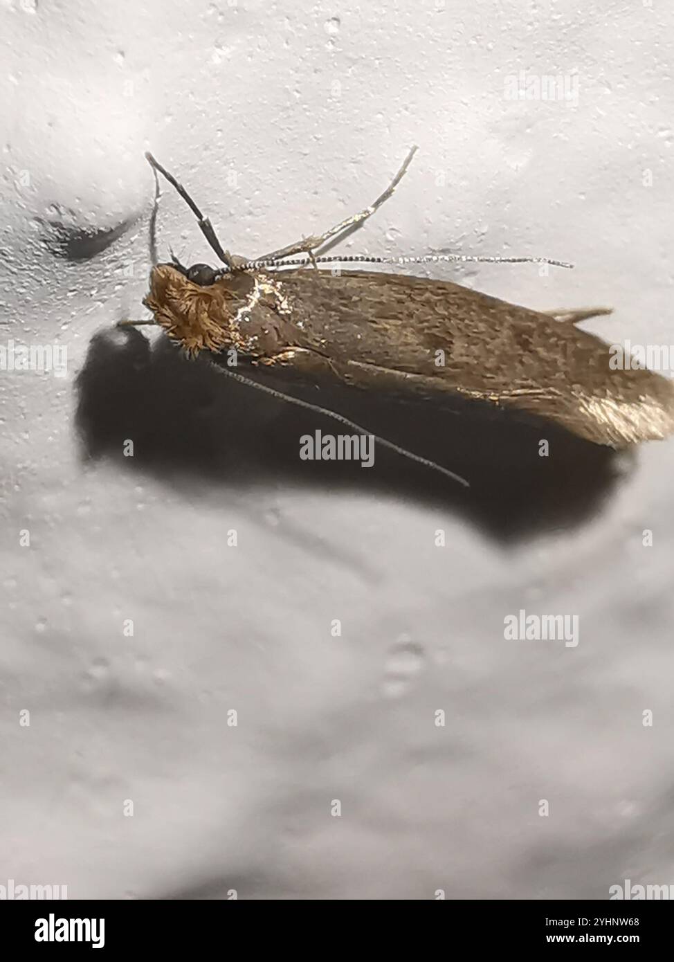 Case-bearing Clothes Moth (Tinea pellionella Stock Photo - Alamy