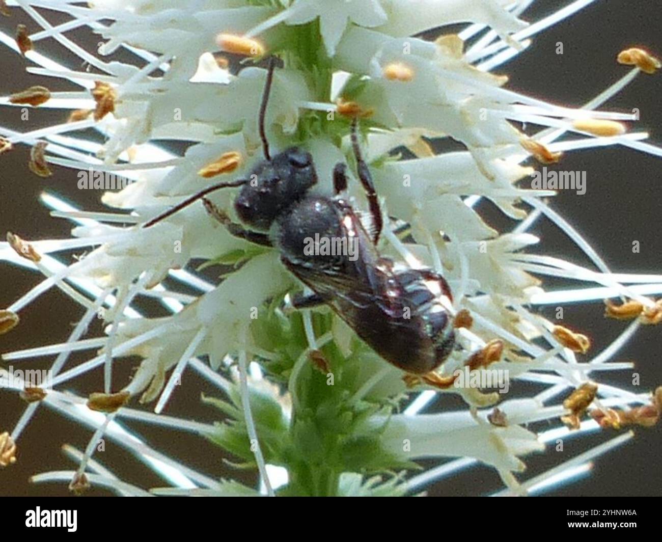 Armored-Resin bees (Heriades Stock Photo - Alamy