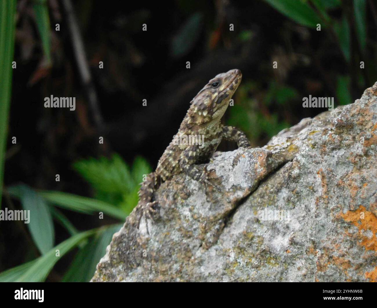 Van Dam’s Girdled Lizard (Smaug vandami Stock Photo - Alamy