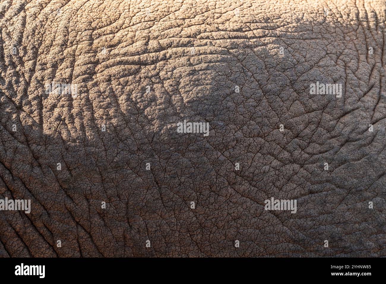 A close up of an elephant's body skin at Schotia Game Reserve, Eastern ...