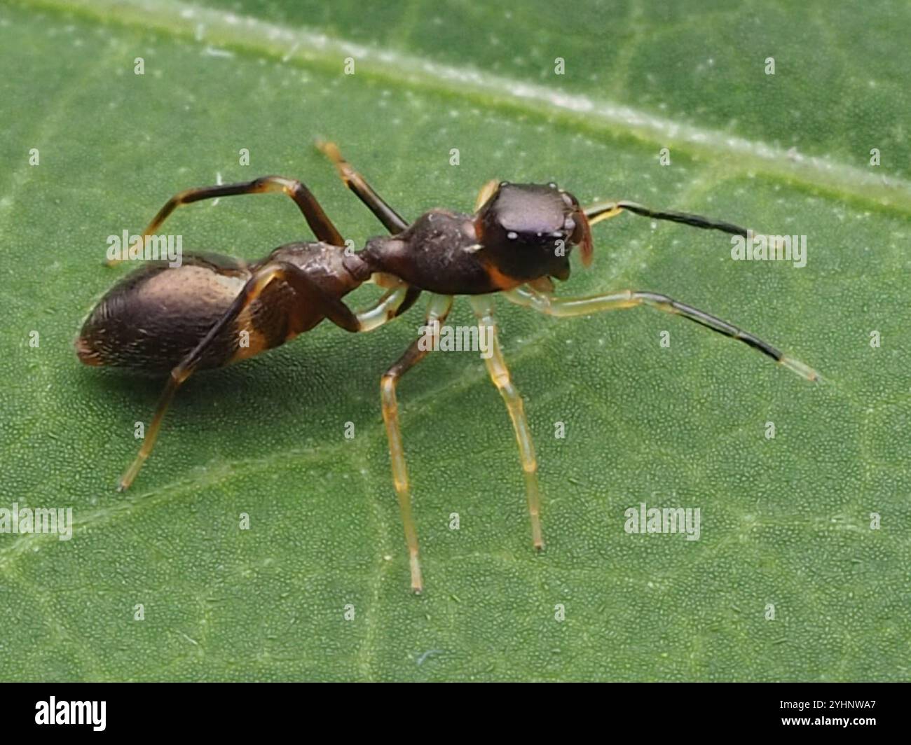 Slender Ant-mimic Jumping Spider (Synemosyna formica Stock Photo - Alamy