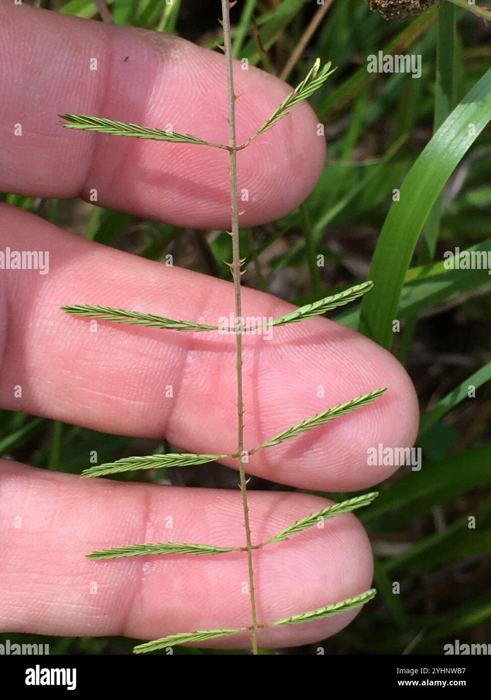 Sensitive briar hi-res stock photography and images - Alamy