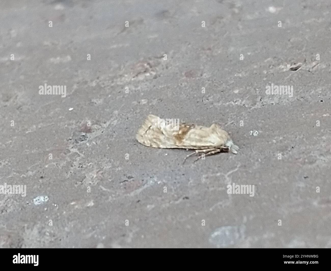 Straw Conch (Cochylimorpha straminea Stock Photo - Alamy
