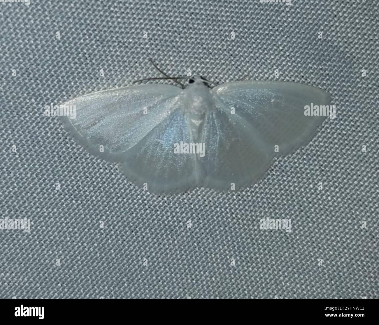White Spring Moth (Lomographa vestaliata Stock Photo - Alamy