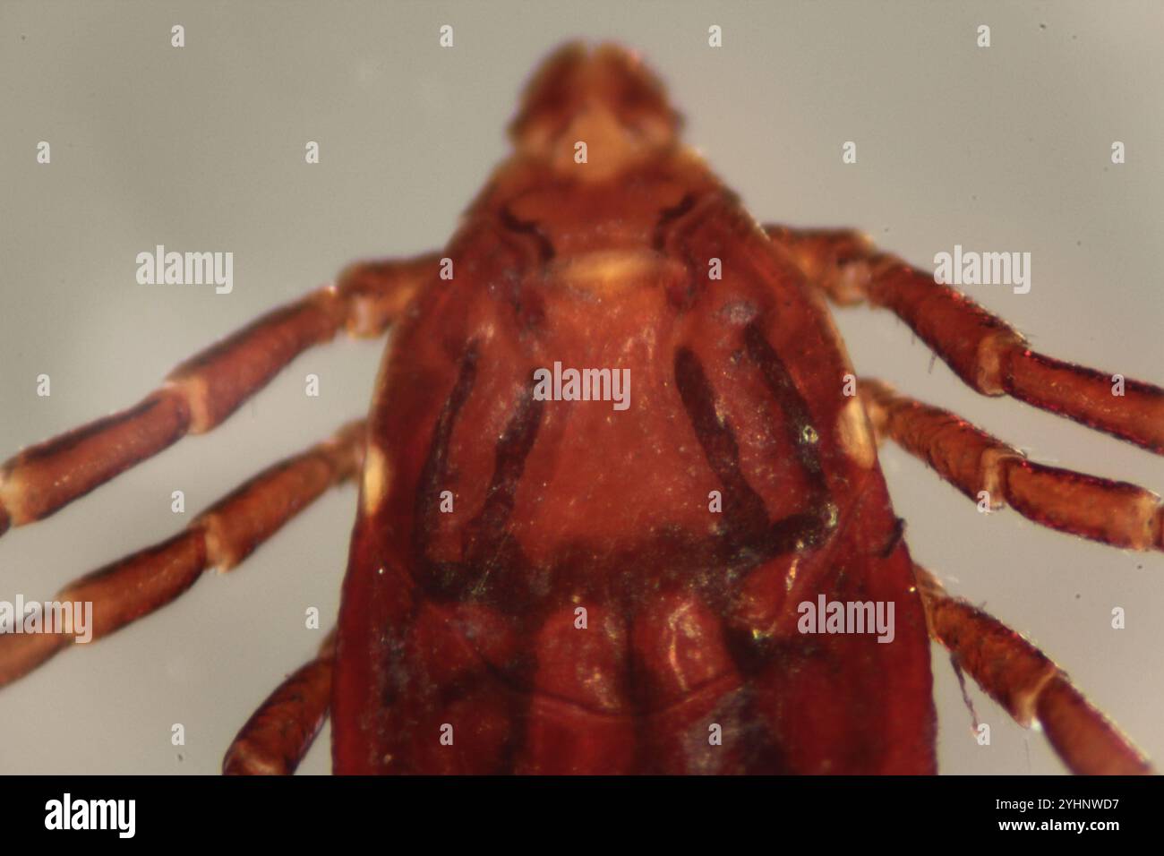 Pepper Ticks (Rhipicephalus Stock Photo - Alamy