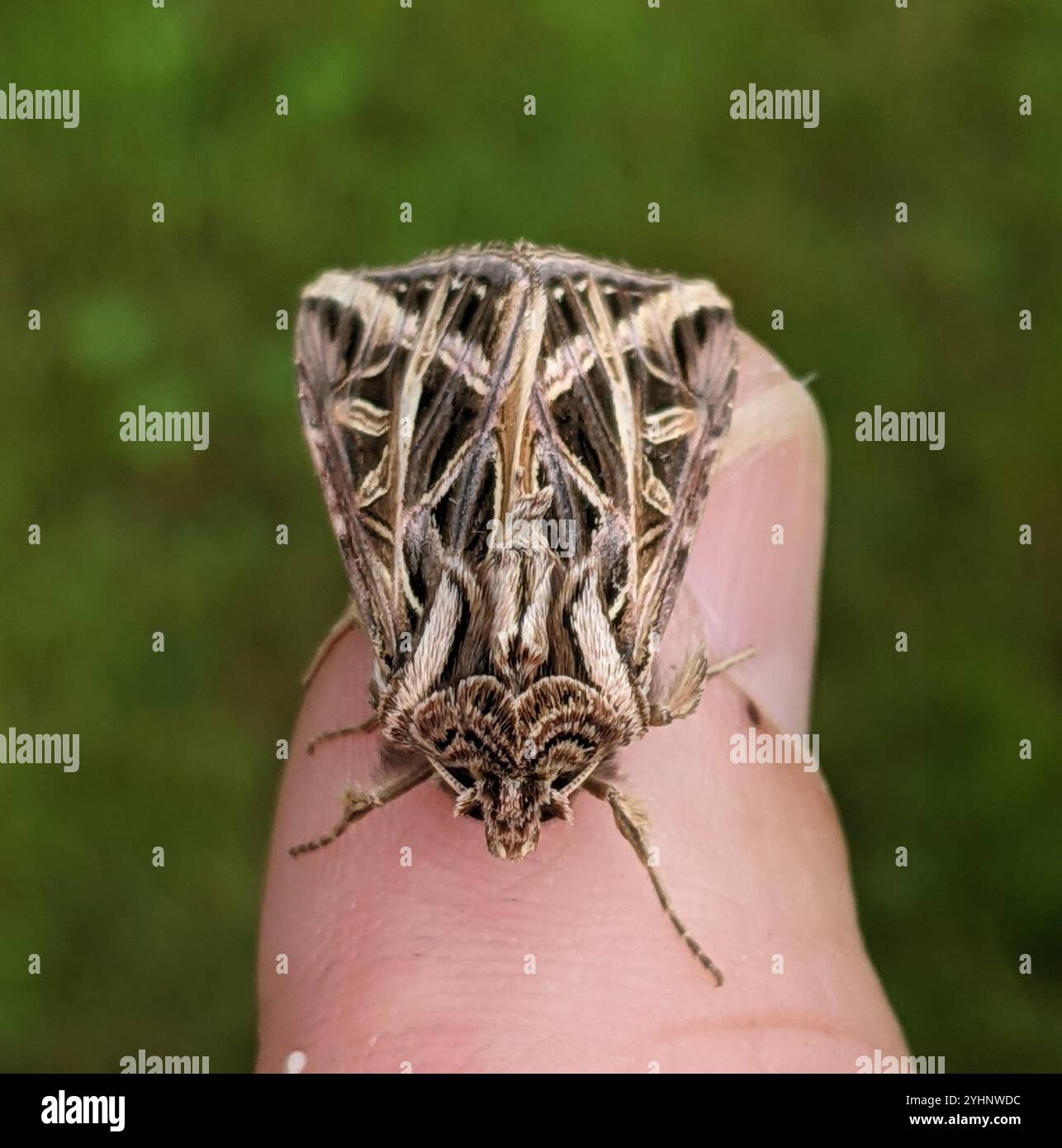 Girdler Moth (Dargida procinctus Stock Photo - Alamy