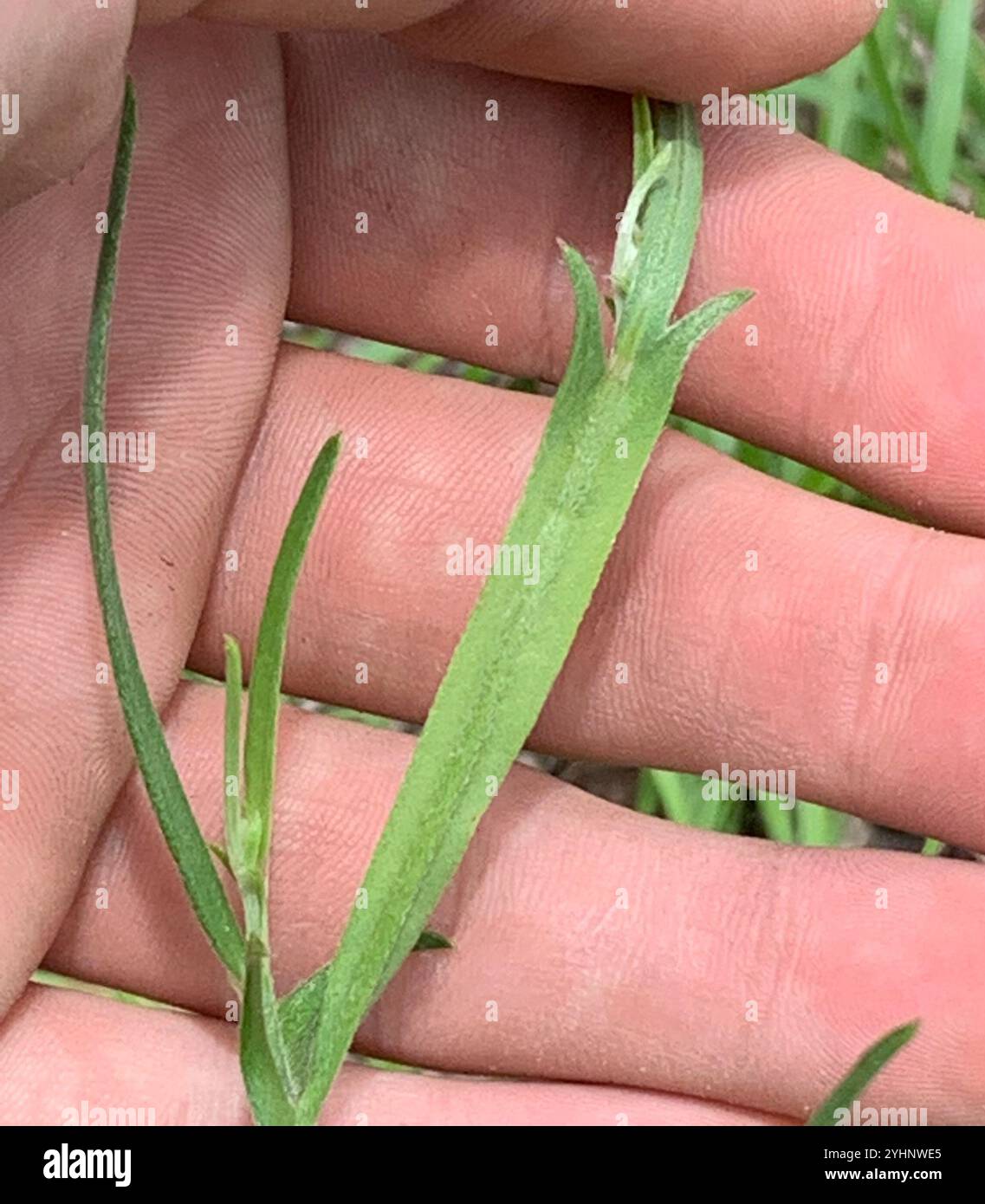 Rabbitbells (Crotalaria rotundifolia Stock Photo - Alamy