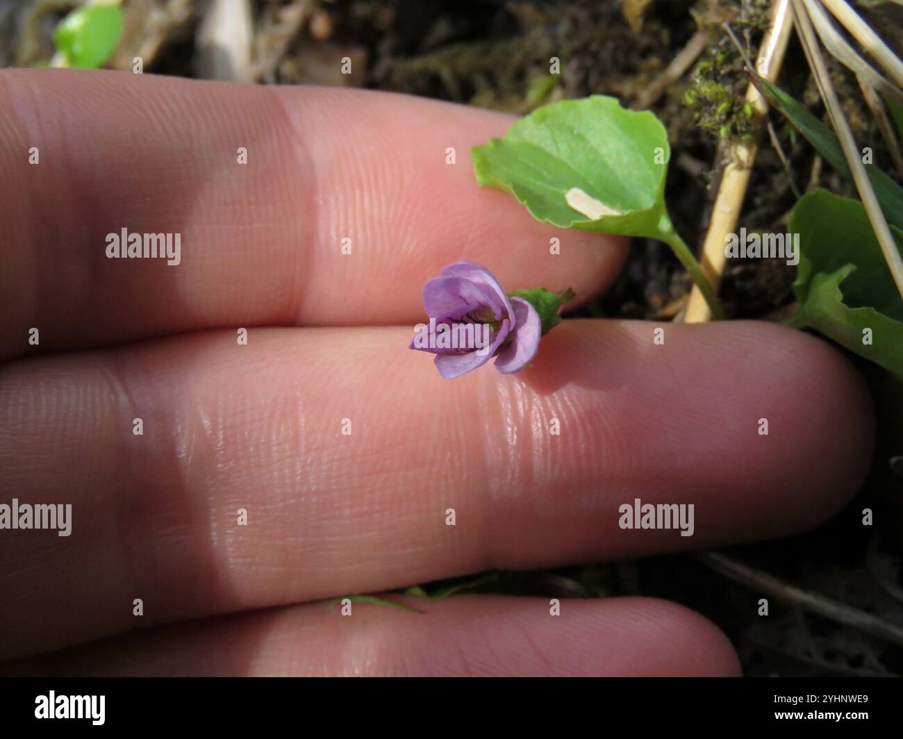 alpine marsh violet (Viola palustris Stock Photo - Alamy