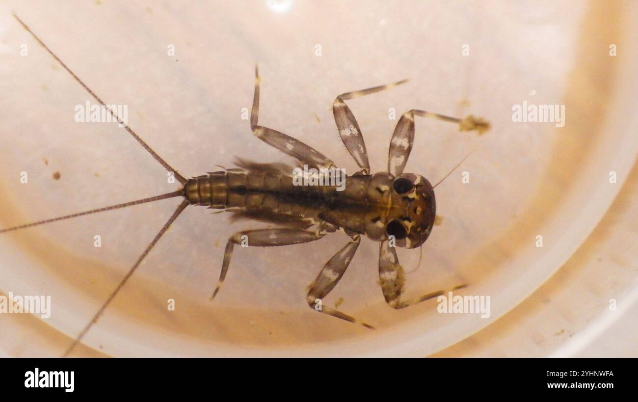 Orange Cahill (Stenacron interpunctatum Stock Photo - Alamy