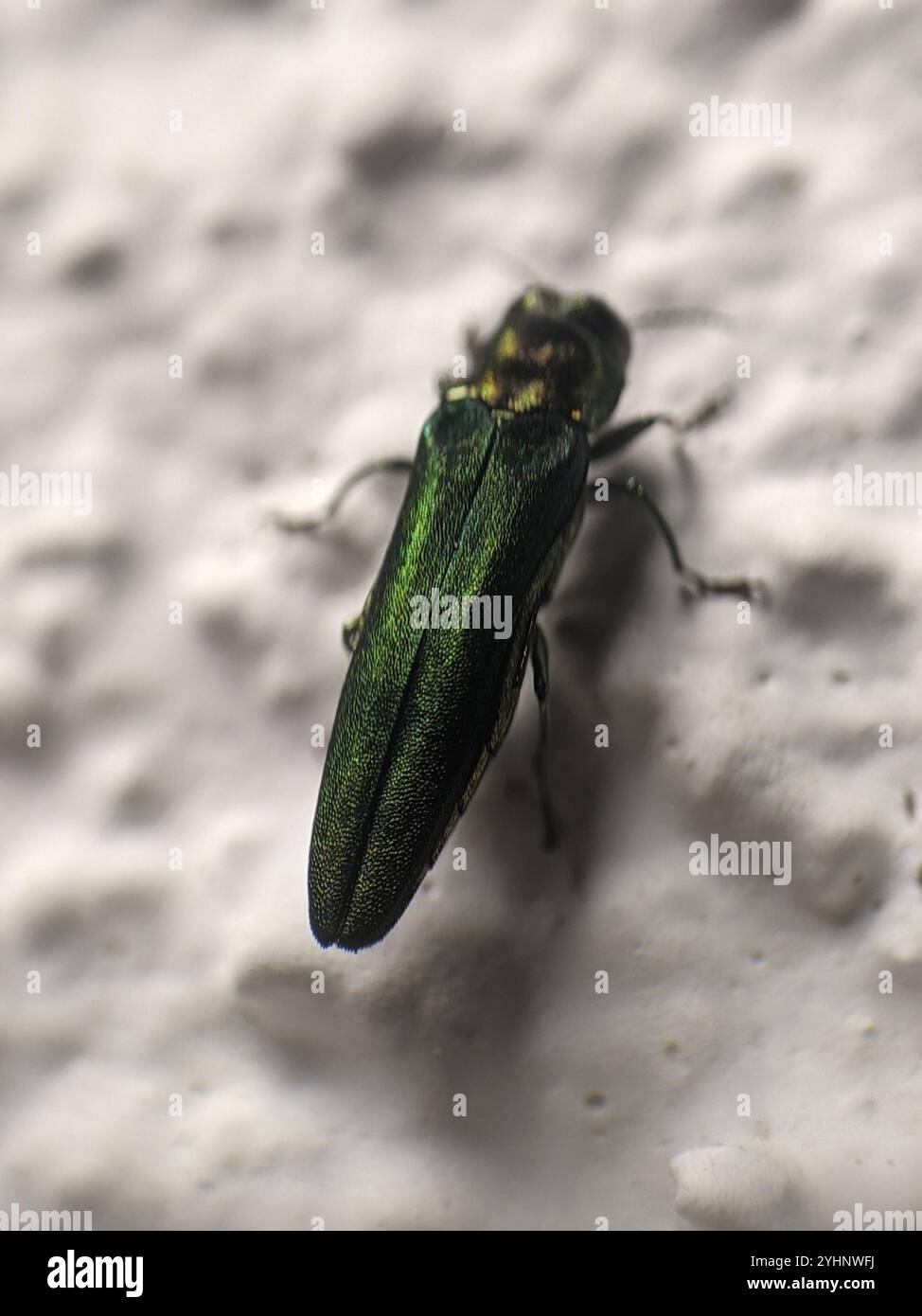 Emerald Ash Borer (Agrilus planipennis Stock Photo - Alamy