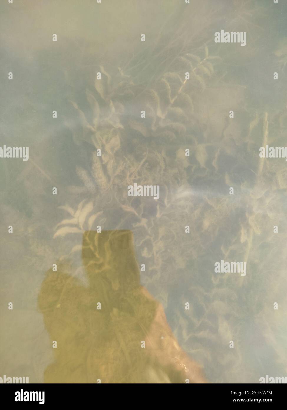 Perfoliate Pondweed (Potamogeton perfoliatus Stock Photo - Alamy