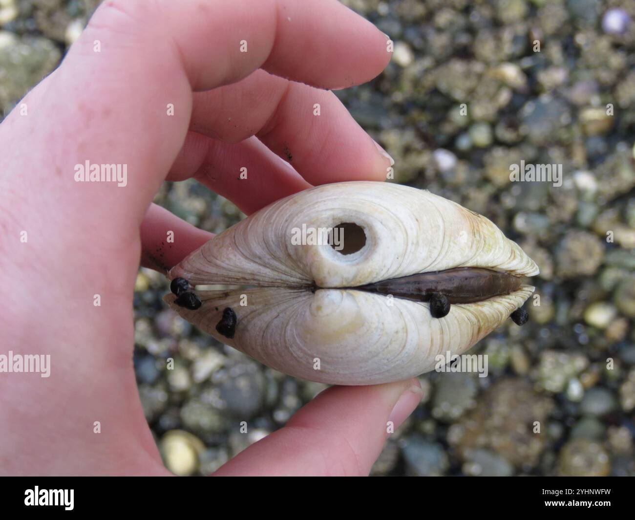 Butter Clam (Saxidomus gigantea Stock Photo - Alamy