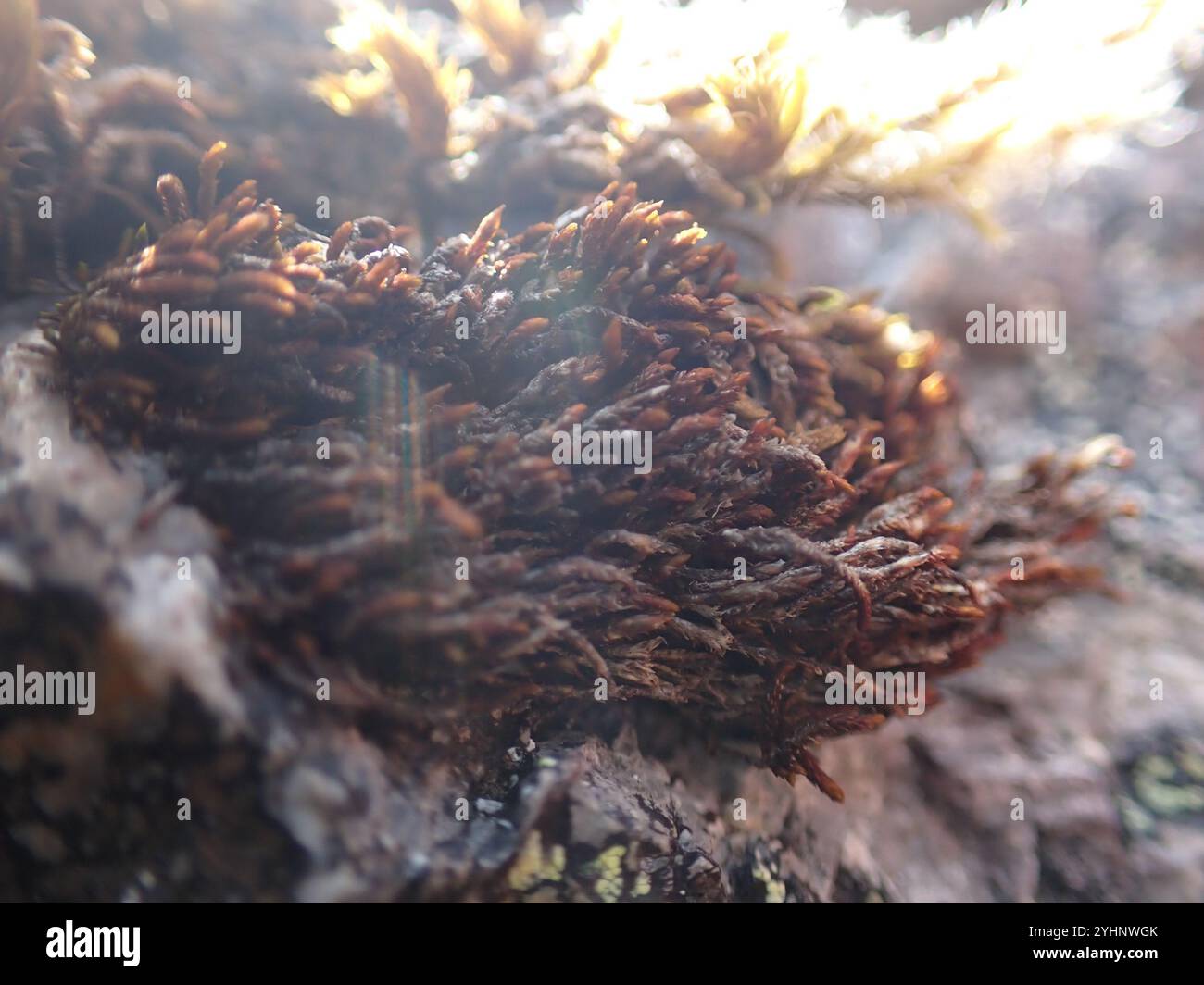 Black Rock Moss (Andreaea rupestris Stock Photo - Alamy