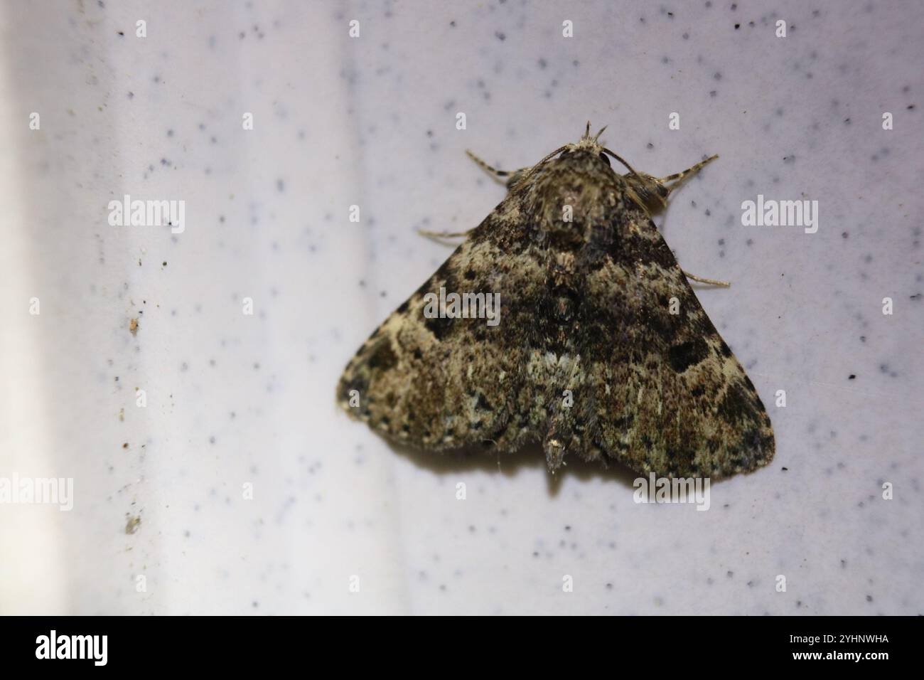 Common Fungus Moth (Metalectra discalis Stock Photo - Alamy