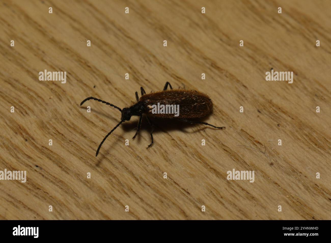 Rough-haired Lagria Beetle (Lagria hirta Stock Photo - Alamy
