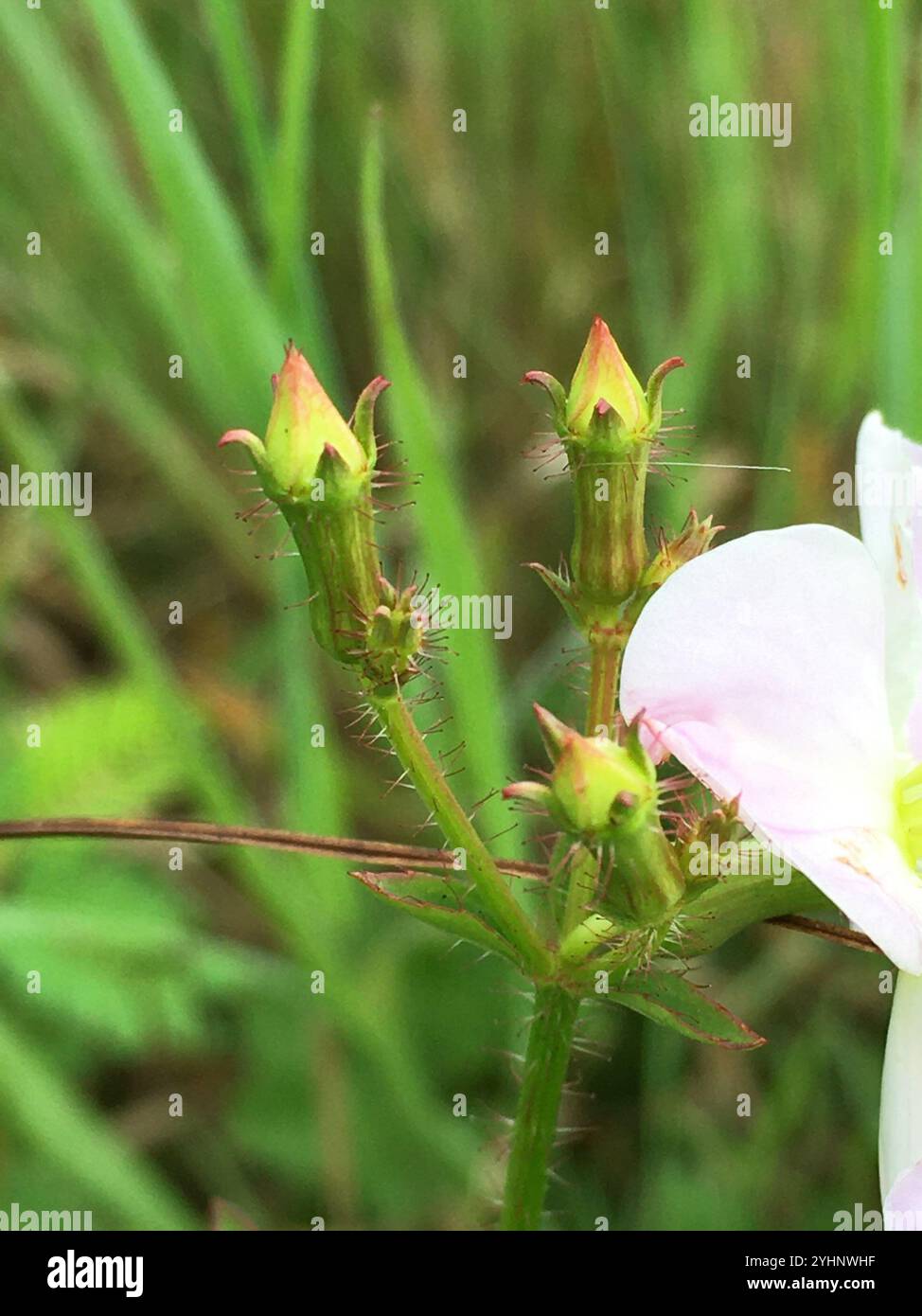 Maryland meadowbeauty (Rhexia mariana Stock Photo - Alamy
