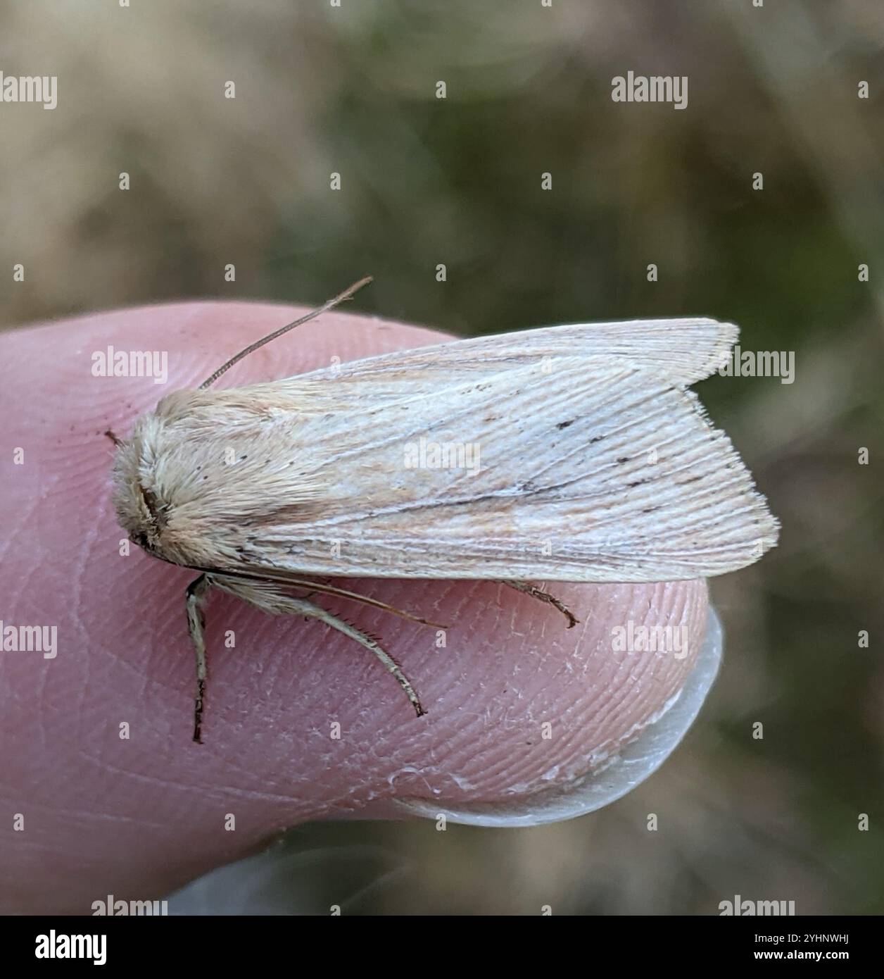 Meadow Wainscot Moth (Leucania farcta Stock Photo - Alamy