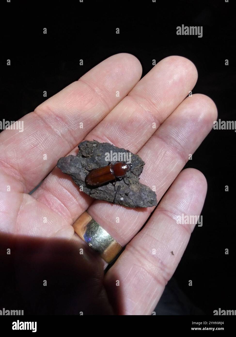 Pole Borer (Neandra brunnea Stock Photo - Alamy