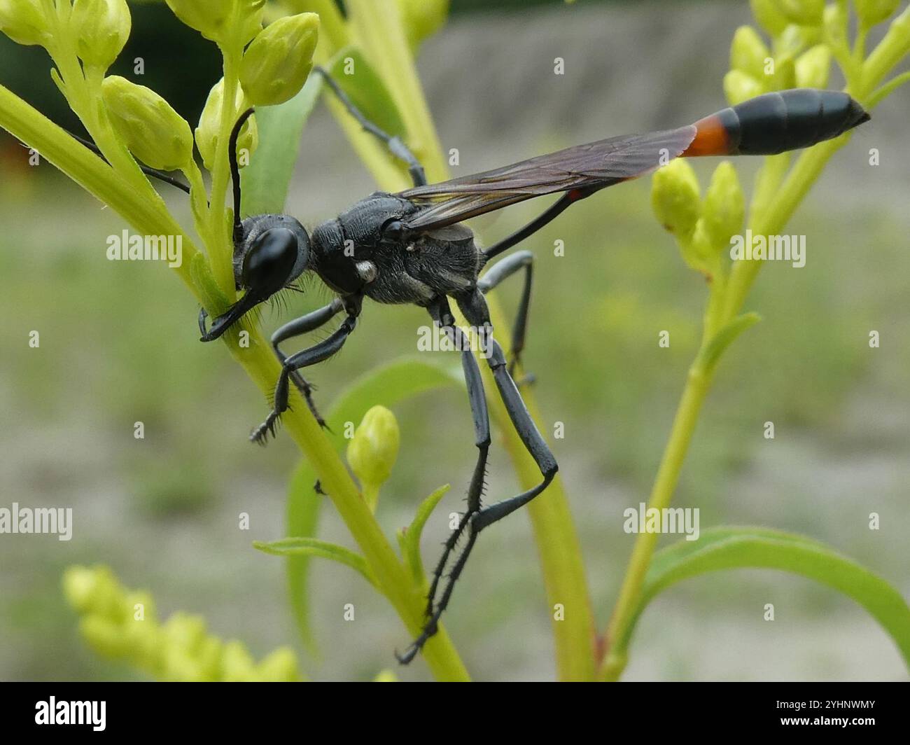 Common Thread-waisted Wasp (Ammophila procera Stock Photo - Alamy