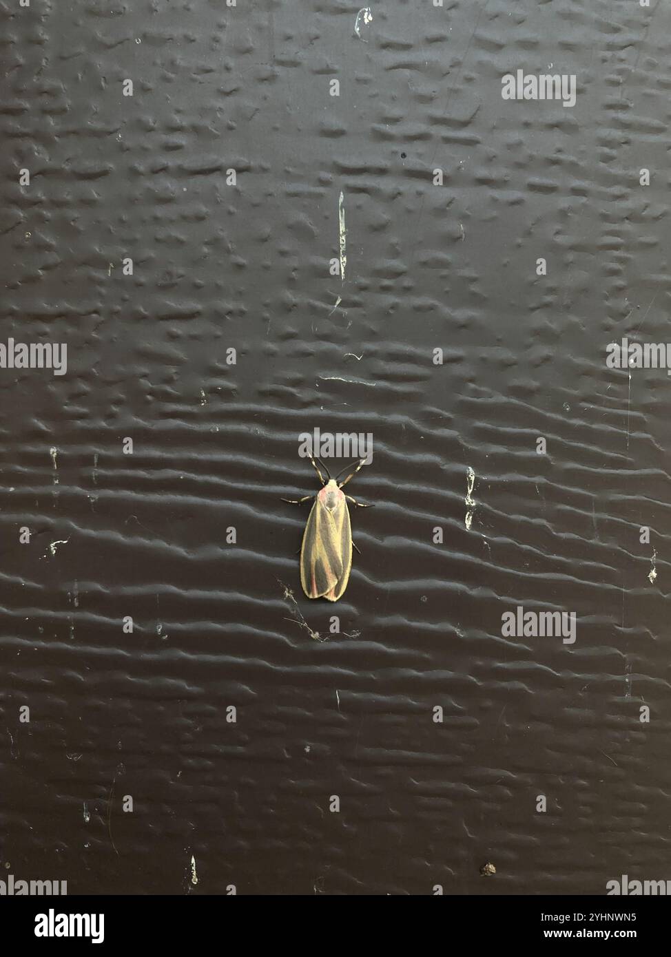 Painted Lichen Moth (Hypoprepia fucosa Stock Photo - Alamy