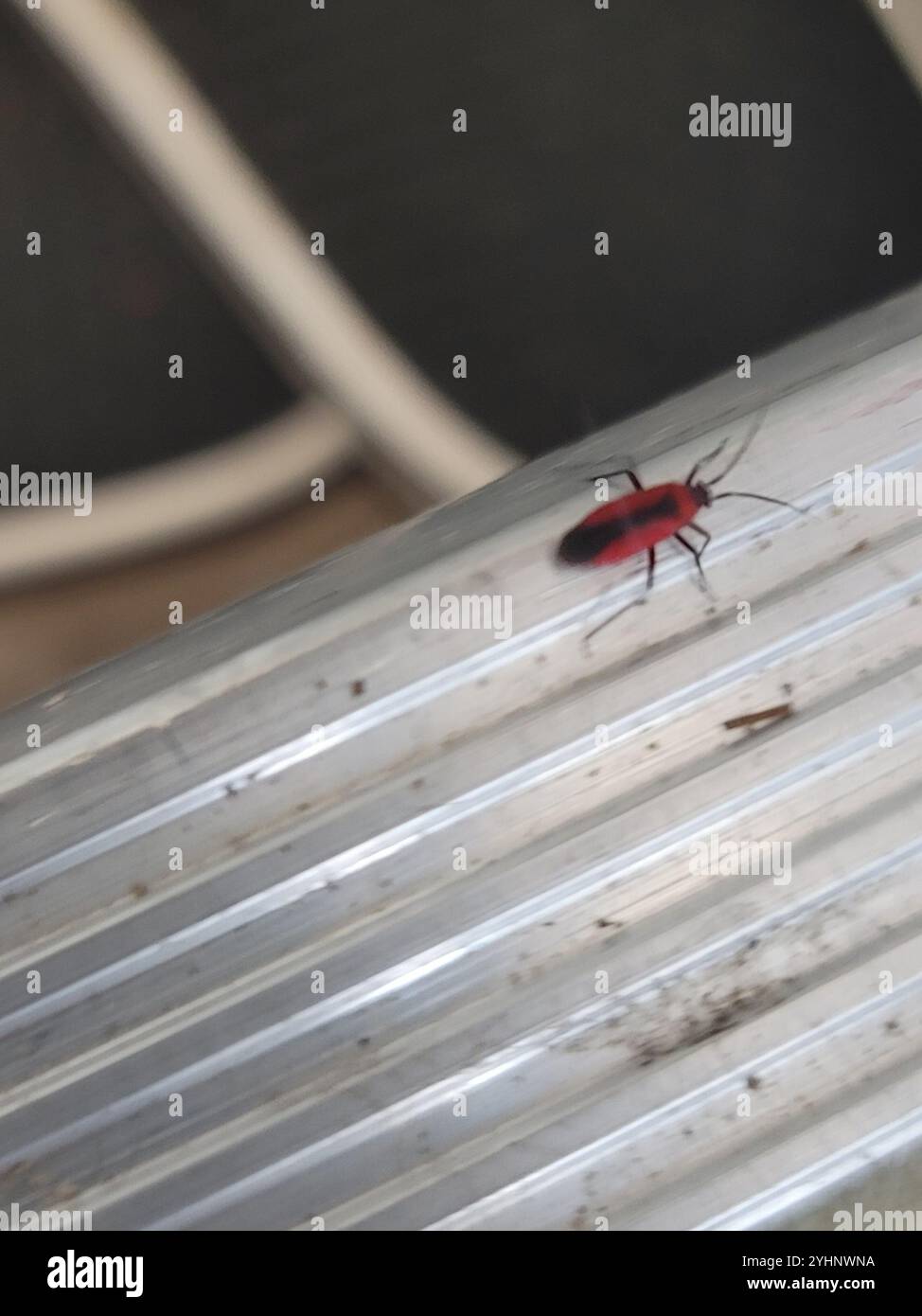 Scarlet Plant Bugs (Lopidea Stock Photo - Alamy