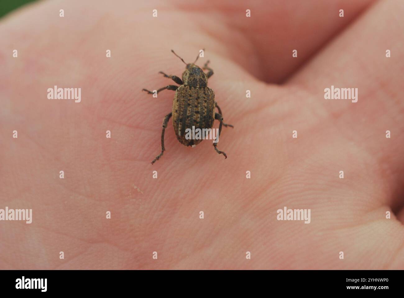 Clover Leaf Weevil (Brachypera zoilus Stock Photo - Alamy
