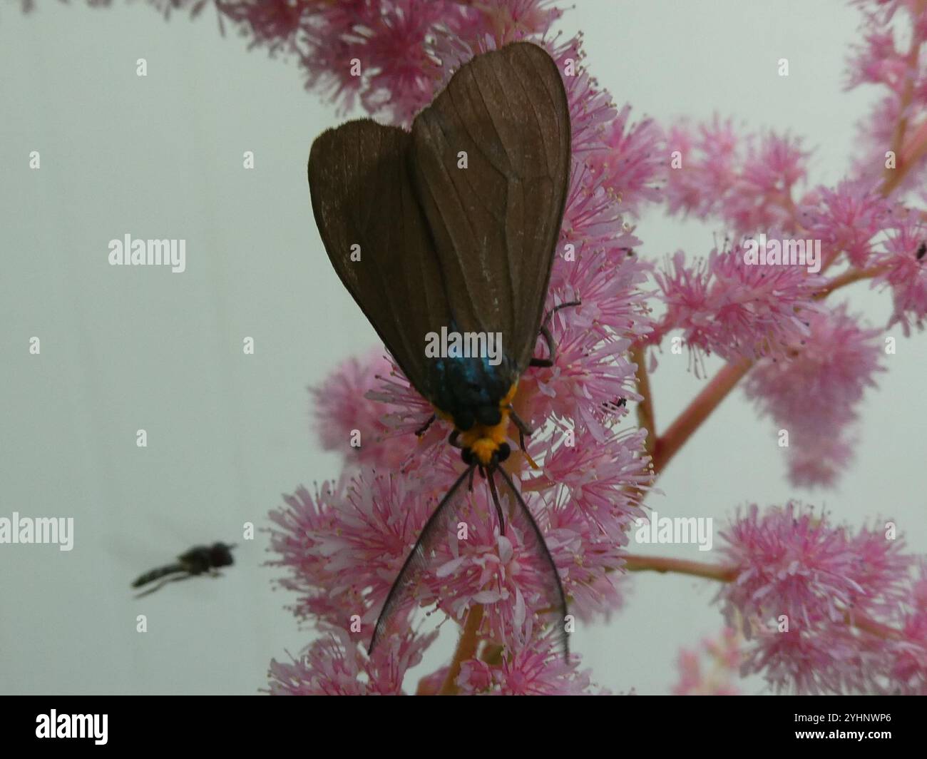Virginia ctenucha moth virginica hi-res stock photography and images ...