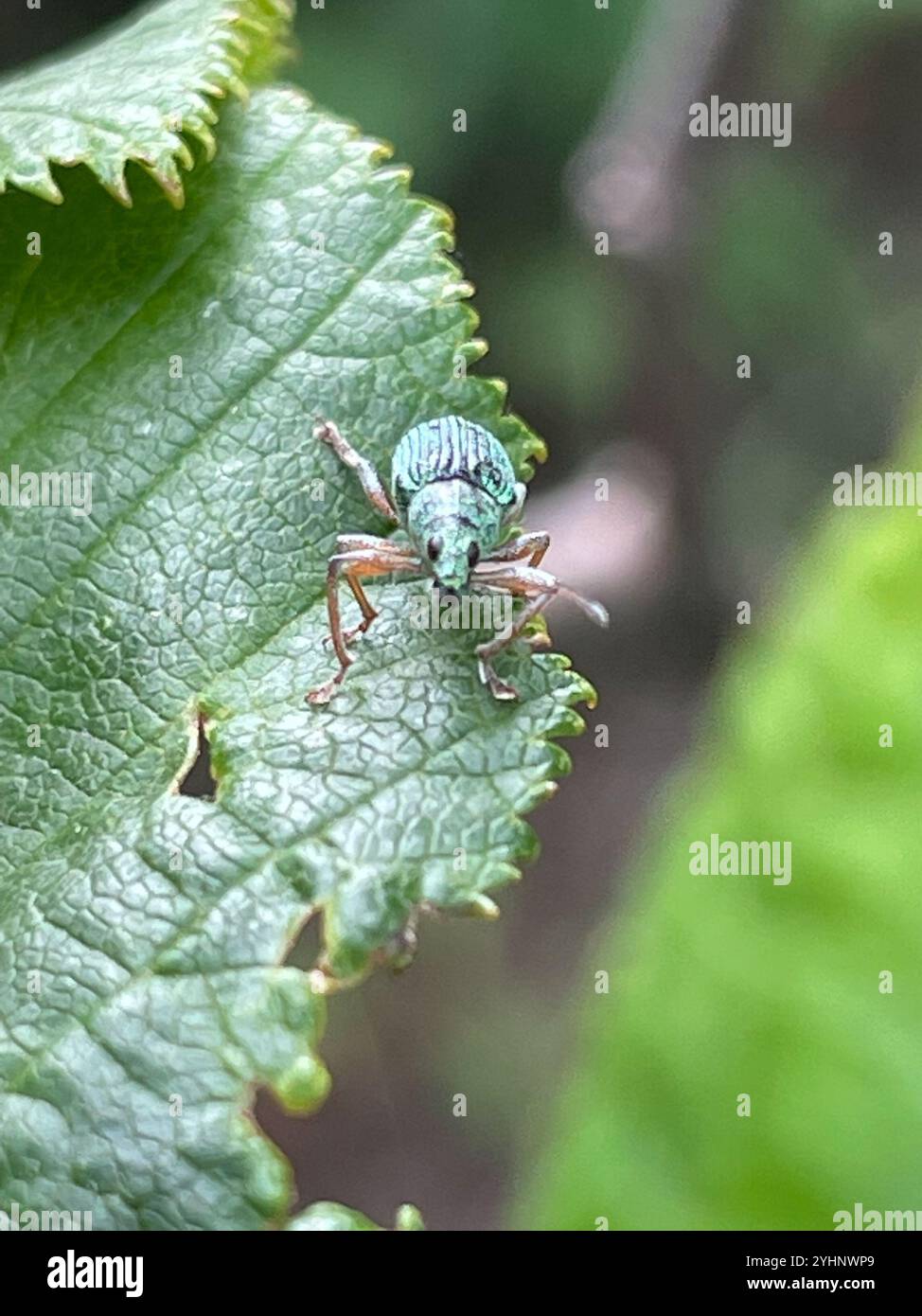 Green Immigrant Leaf Weevil (Polydrusus formosus Stock Photo - Alamy