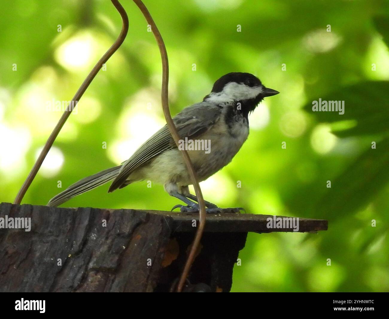 Carolina Chickadee (Poecile carolinensis Stock Photo - Alamy