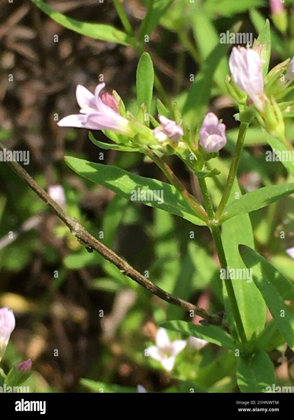Long leaved houstonia hi-res stock photography and images - Alamy