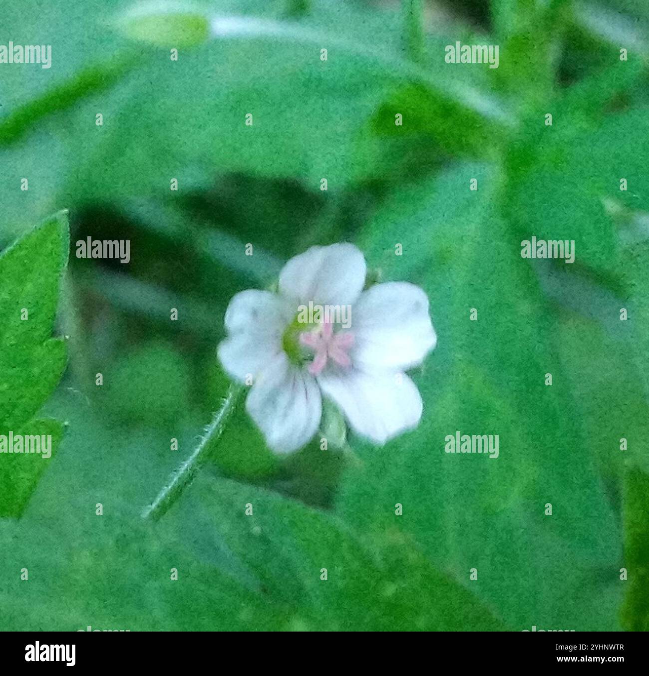 Siberian Crane's-bill (Geranium sibiricum Stock Photo - Alamy