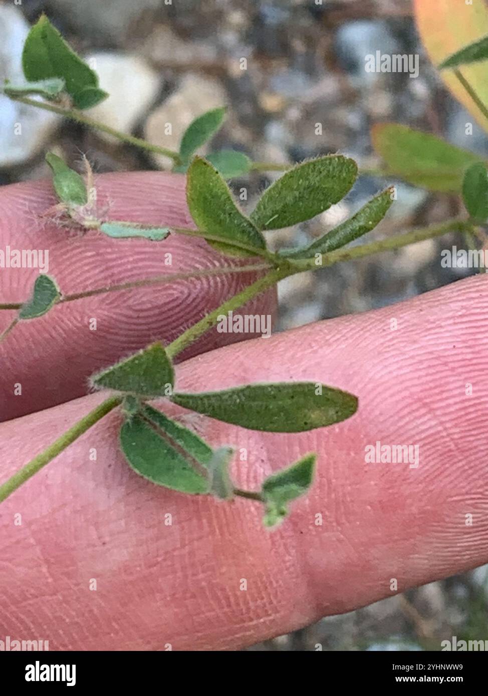 Spanish clover (Acmispon americanus Stock Photo - Alamy