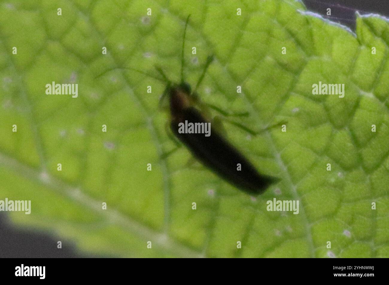 Photuris hi-res stock photography and images - Alamy