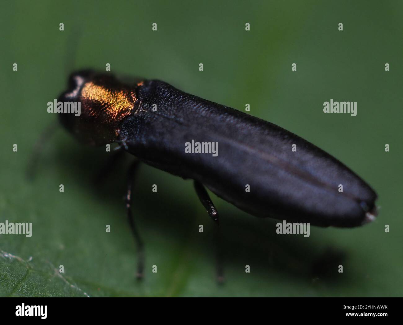 Red-necked Cane Borer Beetle (Agrilus ruficollis Stock Photo - Alamy