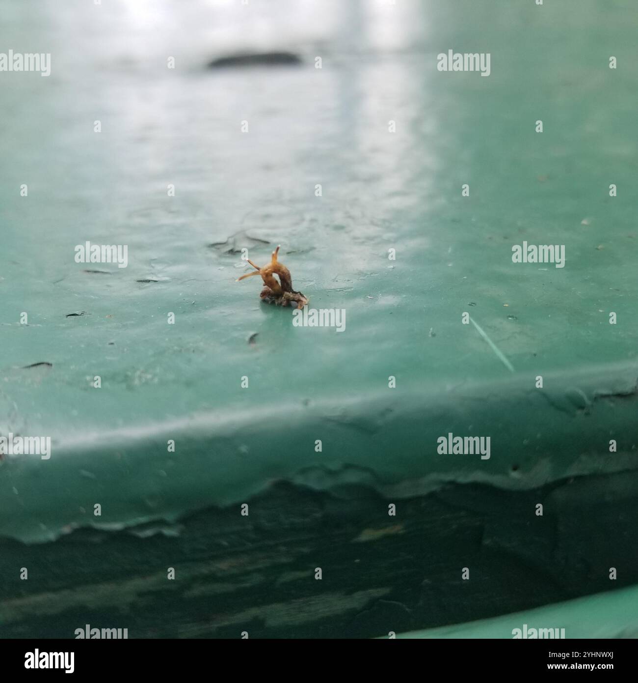 Horned spanworm hi-res stock photography and images - Alamy