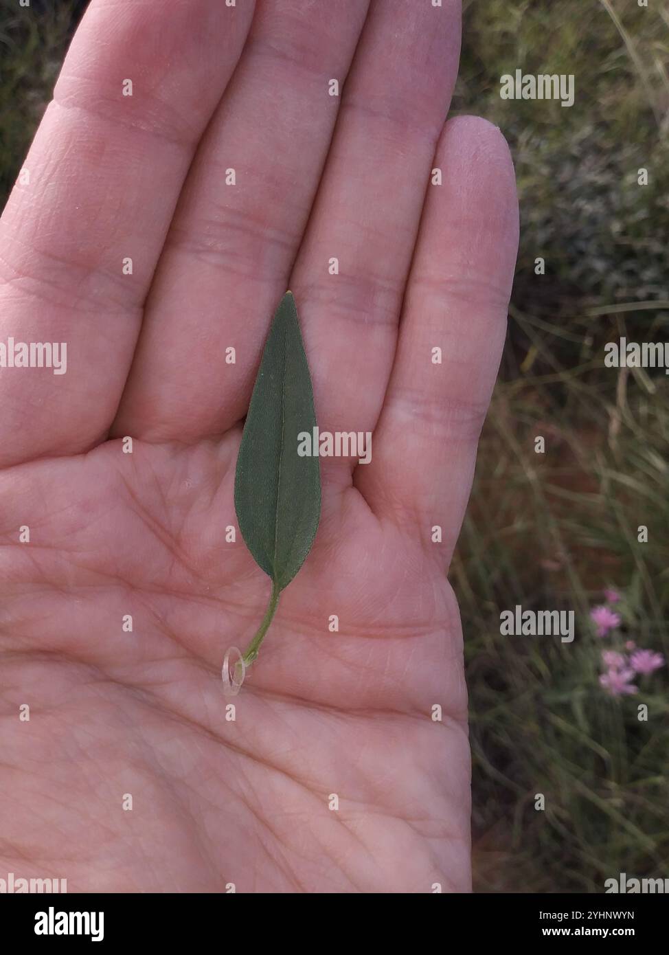 Othake (Palafoxia sphacelata Stock Photo - Alamy