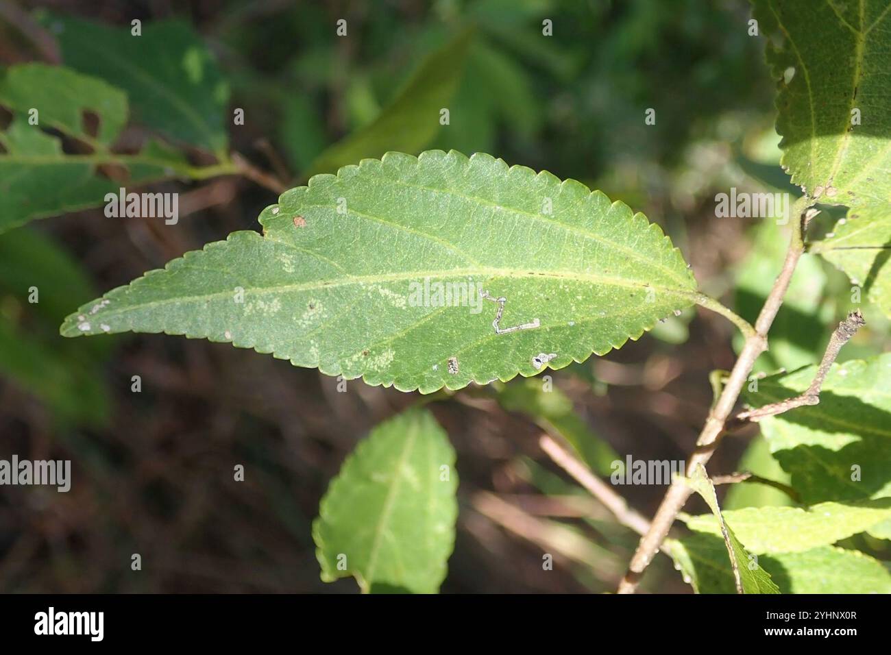 Crossberry (Grewia occidentalis Stock Photo - Alamy
