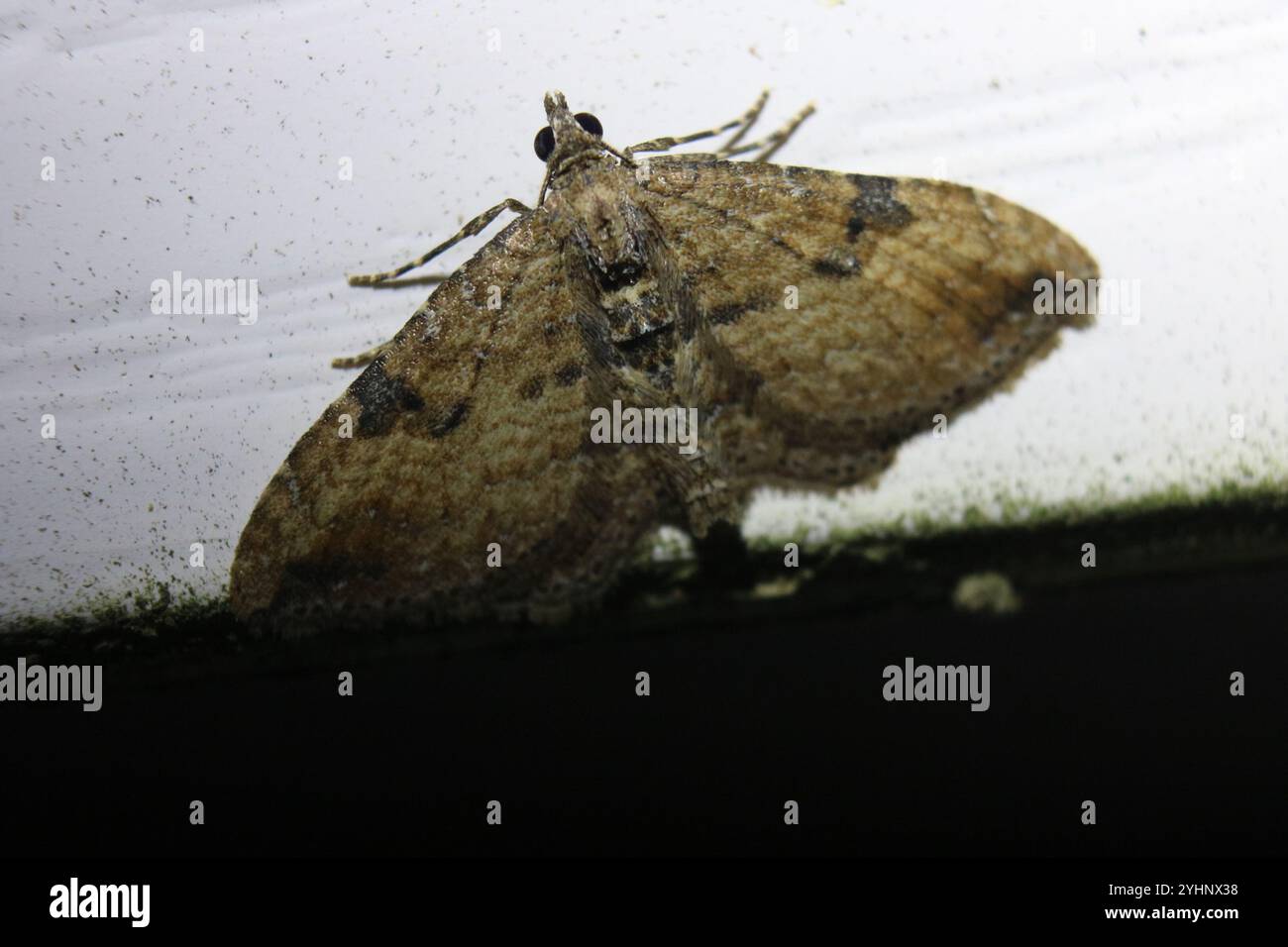 Gem Moth (Orthonama obstipata Stock Photo - Alamy