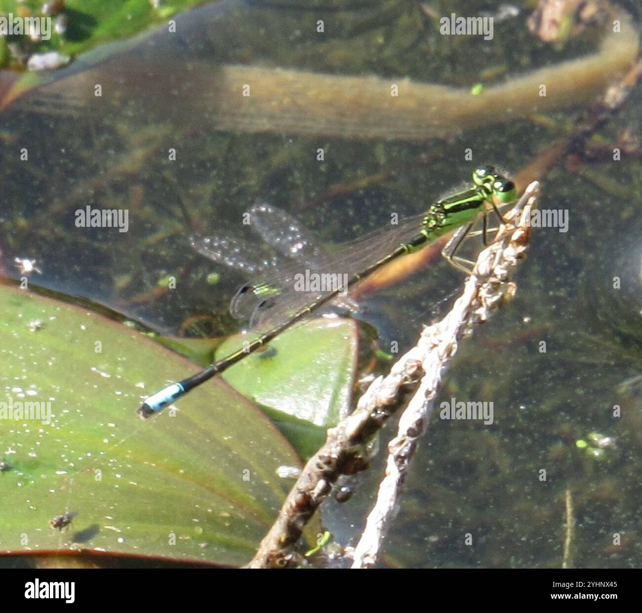 Eastern Forktail (Ischnura verticalis Stock Photo - Alamy