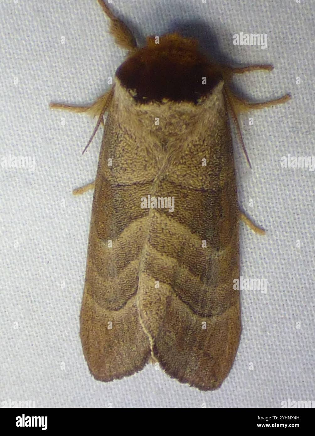 Walnut Caterpillar Moth (Datana integerrima Stock Photo - Alamy