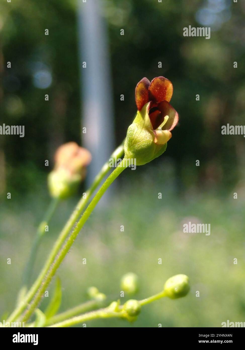 late figwort (Scrophularia marilandica Stock Photo - Alamy