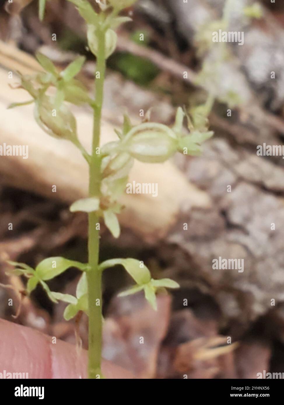 Heartleaf Twayblade (Neottia cordata Stock Photo - Alamy