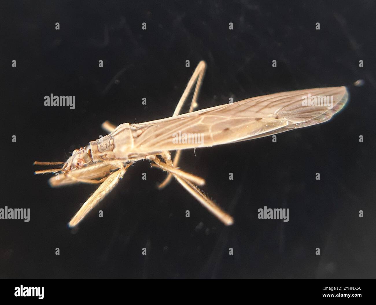 Pale Damsel Bug (Nabis capsiformis Stock Photo - Alamy